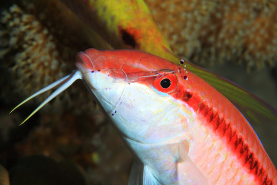 รูปภาพGoatfish – เลือกดูภาพถ่ายสต็อก เวกเตอร์ และวิดีโอ5,126 | Adobe Stock