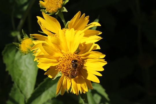 Crownbeard bilder – Bläddra bland 136 stockfoton, vektorer och videor ...