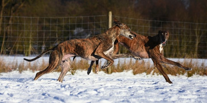 Rennende Bilder – Durchsuchen 287 Archivfotos, Vektorgrafiken und ...