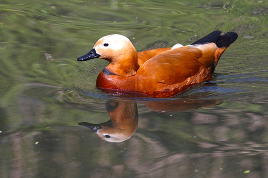 「Rostgans」の画像 - 217 件の Stock 写真、ベクターおよびビデオ | Adobe Stock
