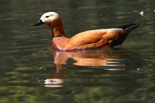 Rostgans Images – Browse 237 Stock Photos, Vectors, and Video | Adobe Stock