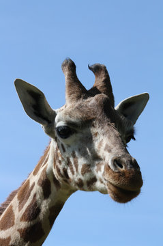 รูปภาพJirafa – เลือกดูภาพถ่ายสต็อก เวกเตอร์ และวิดีโอ1,744 | Adobe Stock