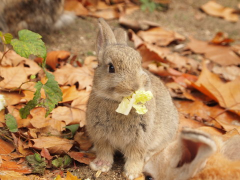 Levraut Images – Parcourir 3,126 le catalogue de photos, vecteurs et ...