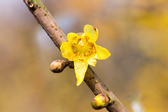 Wintersweet Images – Browse 5,325 Stock Photos, Vectors, and Video ...