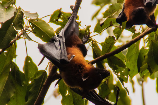 รูปภาพPteropus – เลือกดูภาพถ่ายสต็อก เวกเตอร์ และวิดีโอ3,027 | Adobe Stock