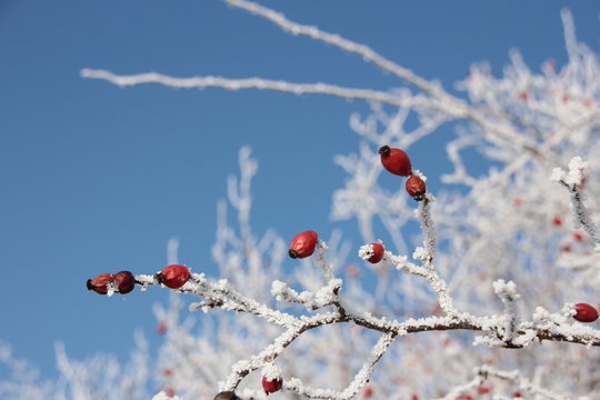 「Hiffen」の写真素材 | 315件の無料イラスト画像 | Adobe Stock