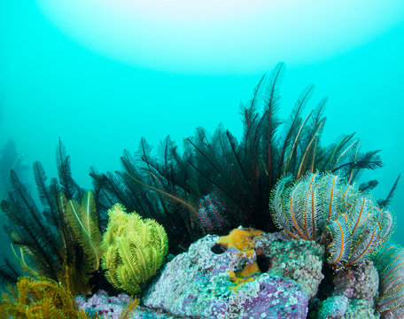 รูปภาพAbysmal – เลือกดูภาพถ่ายสต็อก เวกเตอร์ และวิดีโอ4,373 | Adobe Stock