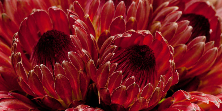 「Red=Protea」の写真素材 | 11,838件の無料イラスト画像 | Adobe Stock