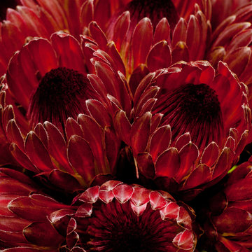 รูปภาพRed=Protea – เลือกดูภาพถ่ายสต็อก เวกเตอร์ และวิดีโอ5,879 | Adobe ...