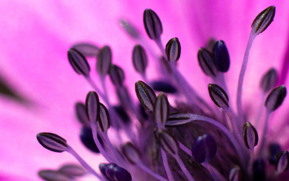 รูปภาพPistilli – เลือกดูภาพถ่ายสต็อก เวกเตอร์ และวิดีโอ1,417 | Adobe Stock