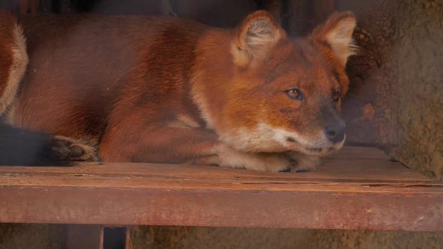 "Red Wolf" Images – Browse 2,801 Stock Photos, Vectors, and Video ...