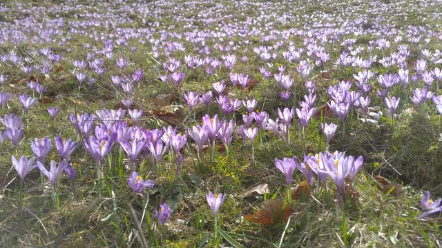 Crocus Video Footage – Browse 5,836 HD Stock Video and Footage | Adobe ...