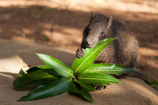 Jutia Images – Browse 30 Stock Photos, Vectors, and Video | Adobe Stock