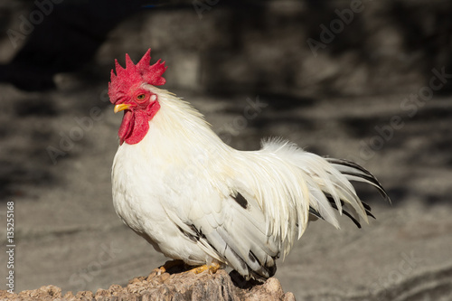 "ニワトリ"Fotolia.com の ストック写真とロイヤリティフリーの画像 - Pic 135255168