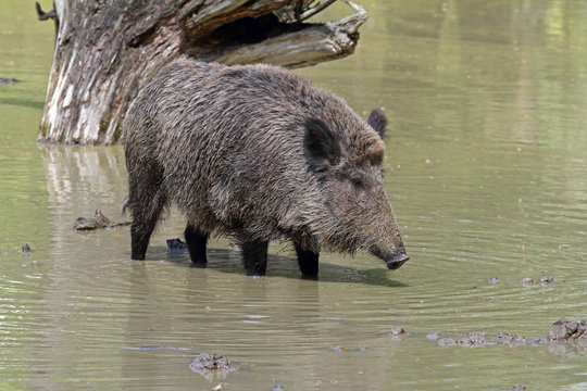 รูปภาพKuhle – เลือกดูภาพถ่ายสต็อก เวกเตอร์ และวิดีโอ261 | Adobe Stock