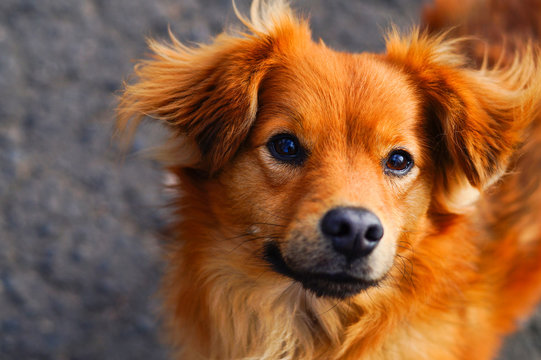 รูปภาพRudy – เลือกดูภาพถ่ายสต็อก เวกเตอร์ และวิดีโอ3,098 | Adobe Stock