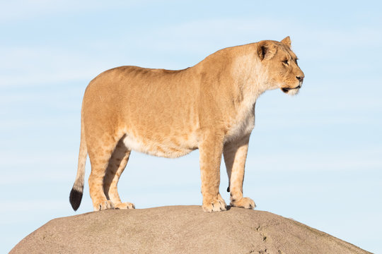 Lionees Images – Browse 529 Stock Photos, Vectors, and Video | Adobe Stock