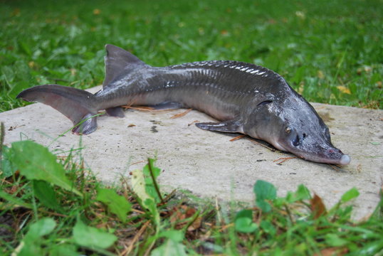 46 件の最適な Jesiotr 画像、ストック写真、ベクター | Adobe Stock