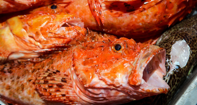 รูปภาพMeeresfisch – เลือกดูภาพถ่ายสต็อก เวกเตอร์ และวิดีโอ1,676 | Adobe ...