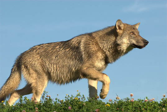 「Leitwolf」の写真素材 | 187件の無料イラスト画像 | Adobe Stock