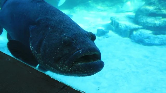 "Black Fish" Images – Browse 4,656 Stock Photos, Vectors, and Video ...