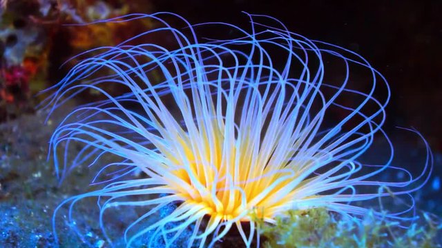 Cerianthus Images – Browse 378 Stock Photos, Vectors, and Video | Adobe ...