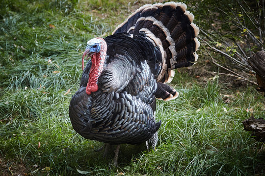 รูปภาพTruthahn – เลือกดูภาพถ่ายสต็อก เวกเตอร์ และวิดีโอ3,462 | Adobe Stock