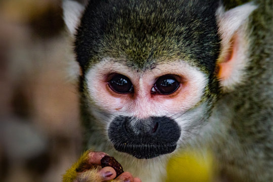 Snacktime Images Browse 102 Stock Photos Vectors And Video Adobe