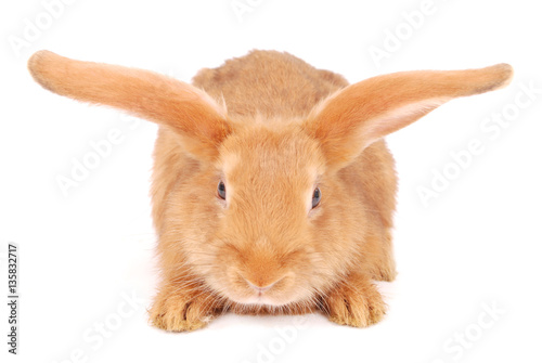 "Little orange rabbit" Stock photo and royalty-free images on Fotolia ...