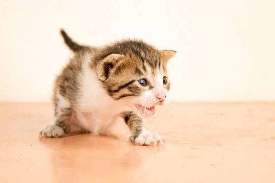 Morrongo Images – Browse 45 Stock Photos, Vectors, and Video | Adobe Stock