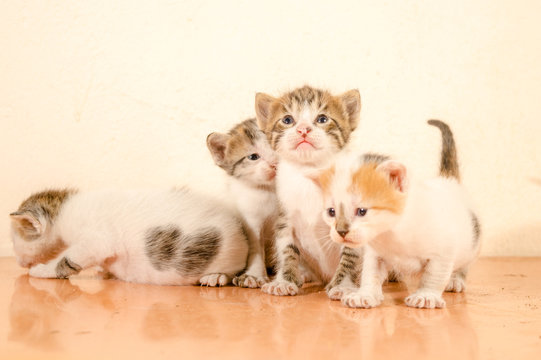 Morrongo Images – Browse 45 Stock Photos, Vectors, and Video | Adobe Stock