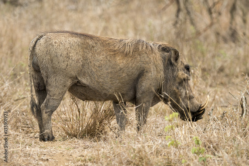 "Phacochère, Phacochoerus Aethiopicus, Wart Hog, Parc national Kruger ...