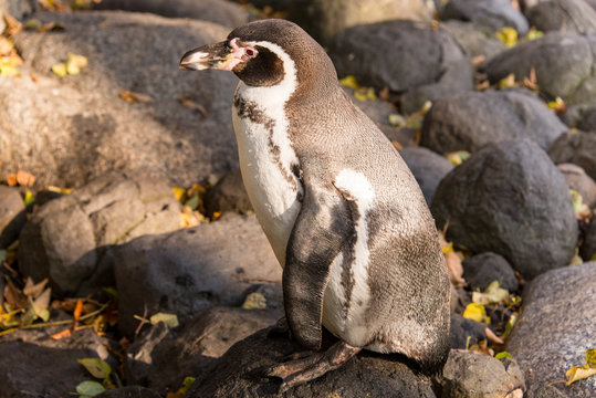Imágenes de Pinwing: descubre bancos de fotos, ilustraciones, vectores ...