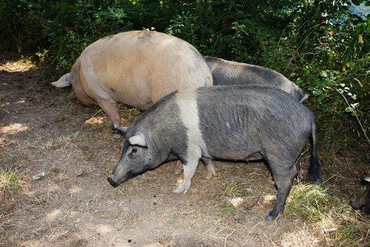 Maiali Bilder – Durchsuchen 625 Archivfotos, Vektorgrafiken und Videos ...