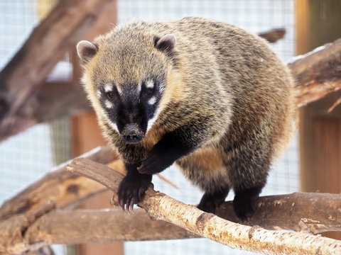 Nosuh Bilder – Durchsuchen 25 Archivfotos, Vektorgrafiken und Videos ...