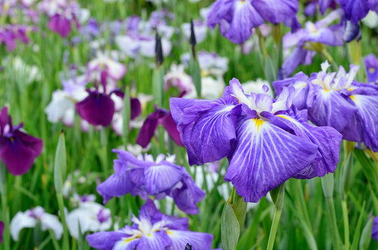 "Japanese Iris" Images – Browse 1,118 Stock Photos, Vectors, and Video ...