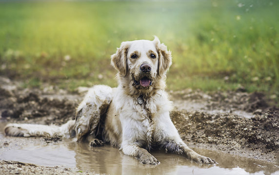 Muddy dog store