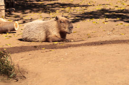 "Lesser Capybara" Images – Browse 163 Stock Photos, Vectors, and Video ...