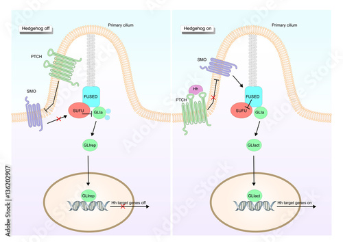 "The Hedgehog signaling pathway" 스톡 이미지, 로열티프리 벡터 파일 : Fotolia.com ...
