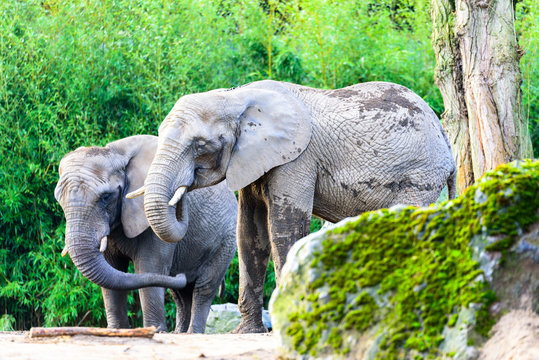 Elepant Images – Browse 313 Stock Photos, Vectors, and Video | Adobe Stock