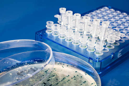 Microbal Bilder – Durchsuchen 81 Archivfotos, Vektorgrafiken und Videos ...