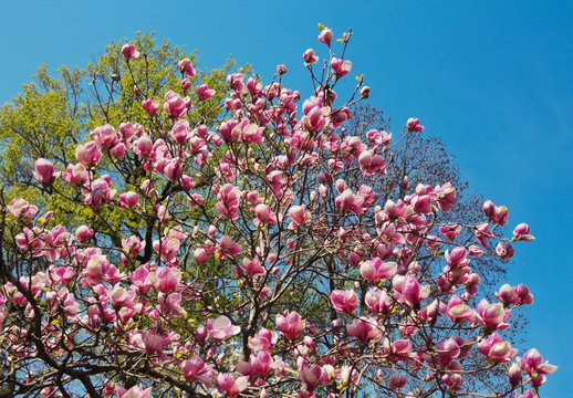 Magnolia-Tree Images – Browse 59 Stock Photos, Vectors, and Video ...