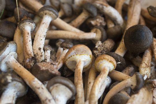 「Famiole」の写真素材 | 1件の無料イラスト画像 | Adobe Stock