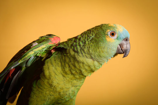 Parroquet Images – Parcourir 79,536 le catalogue de photos, vecteurs et ...