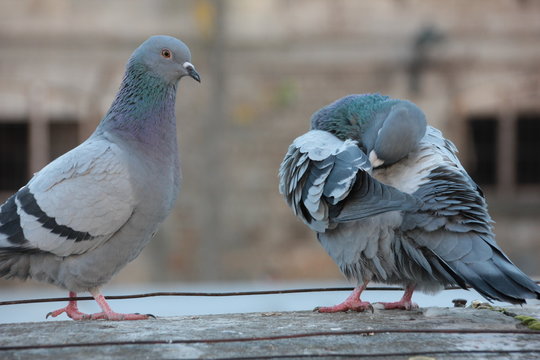 รูปภาพTauben – เลือกดูภาพถ่ายสต็อก เวกเตอร์ และวิดีโอ4,283 | Adobe Stock