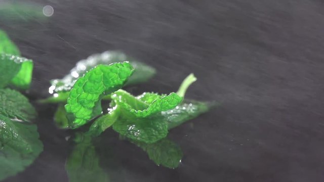 Mint Video Footage – Browse 33,000 HD Stock Video and Footage | Adobe Stock