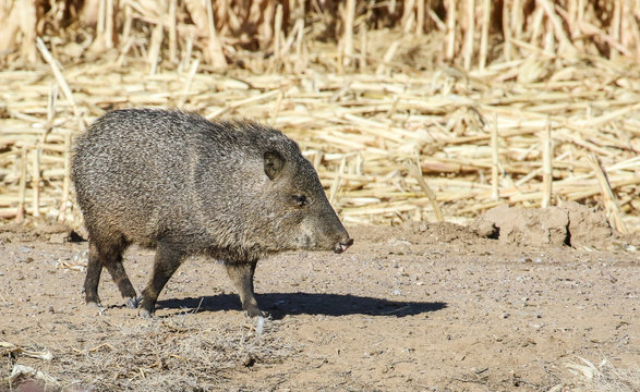 51 BEST Javalina IMAGES, STOCK PHOTOS & VECTORS | Adobe Stock
