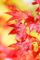 Images, vecteurs, photos et vidéos libres de droits sur le thème ...