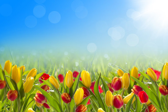 Ulip Bilder – Durchsuchen 84 Archivfotos, Vektorgrafiken und Videos | Adobe Stock