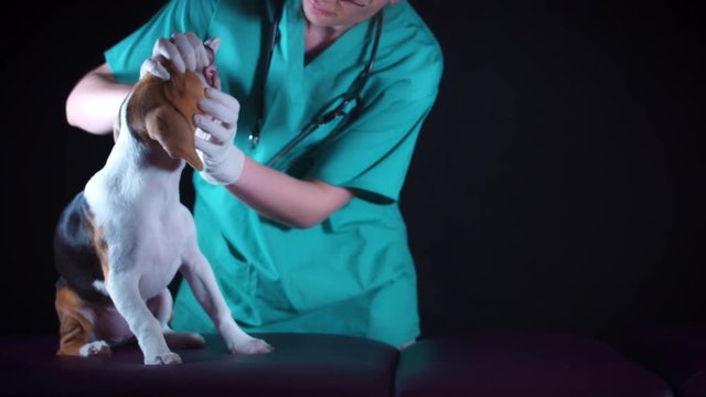 รูปภาพCow-Leech – เลือกดูภาพถ่ายสต็อก เวกเตอร์ และวิดีโอ103 | Adobe Stock